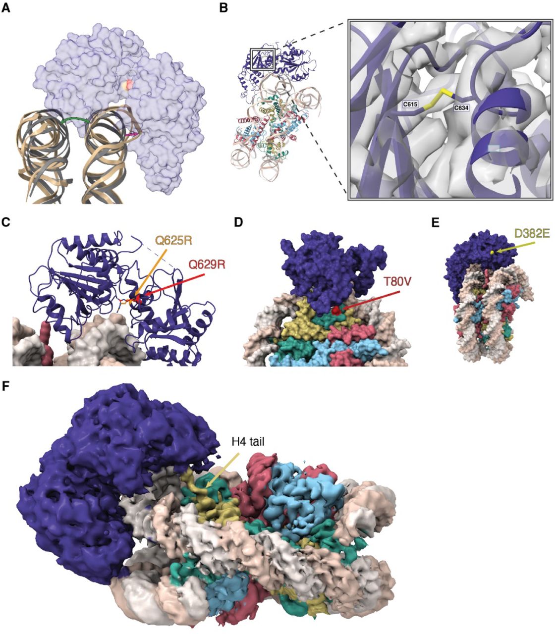 Pddm1 Ddm1 K233q Mcherry | Thermo Fisher | Bioz