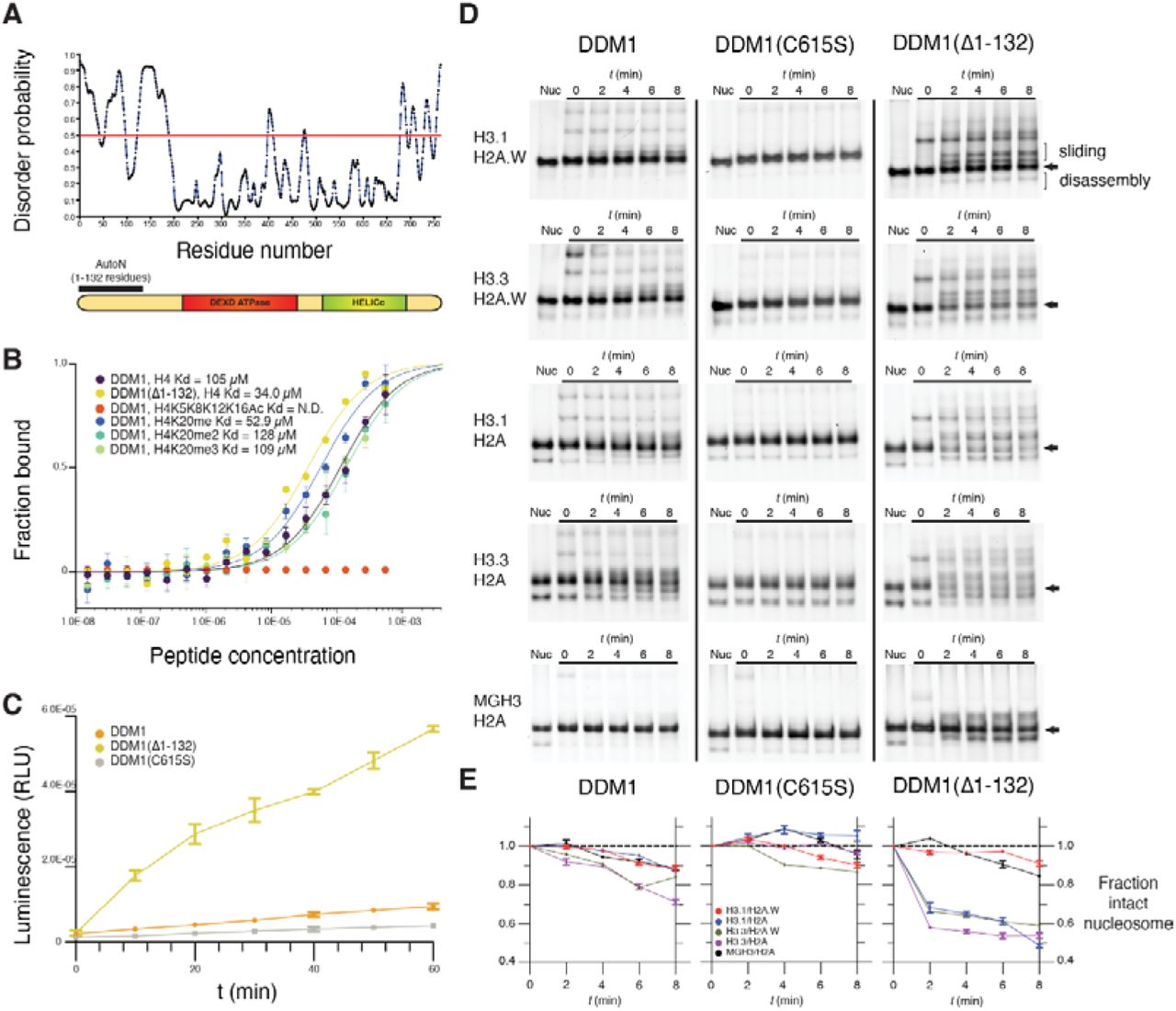 Pddm1 Ddm1 K233q Mcherry | Thermo Fisher | Bioz