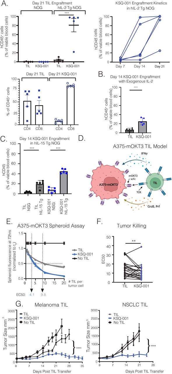 Easysep Mouse Cd8 T Cell Isolation Kit | Miltenyi Biotec | Bioz