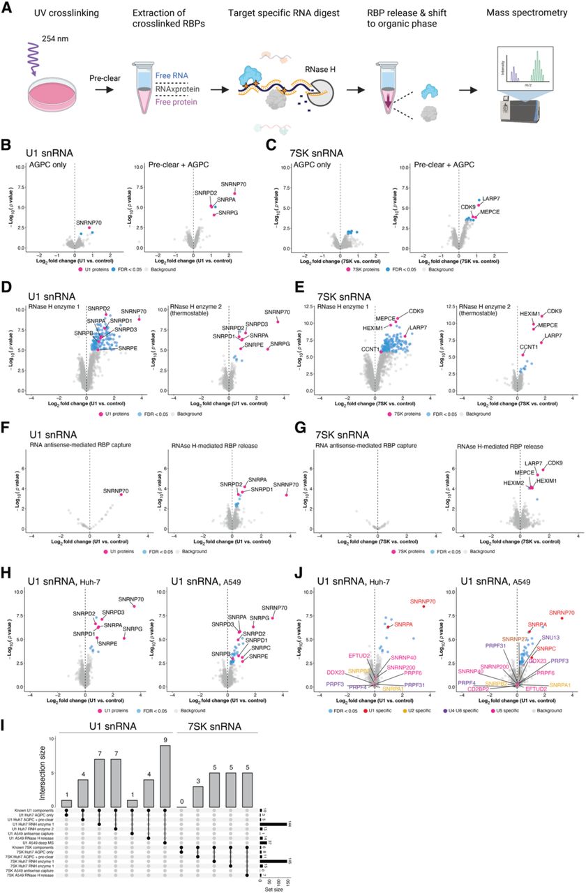 Rnase H Digestion | New England Biolabs | Bioz