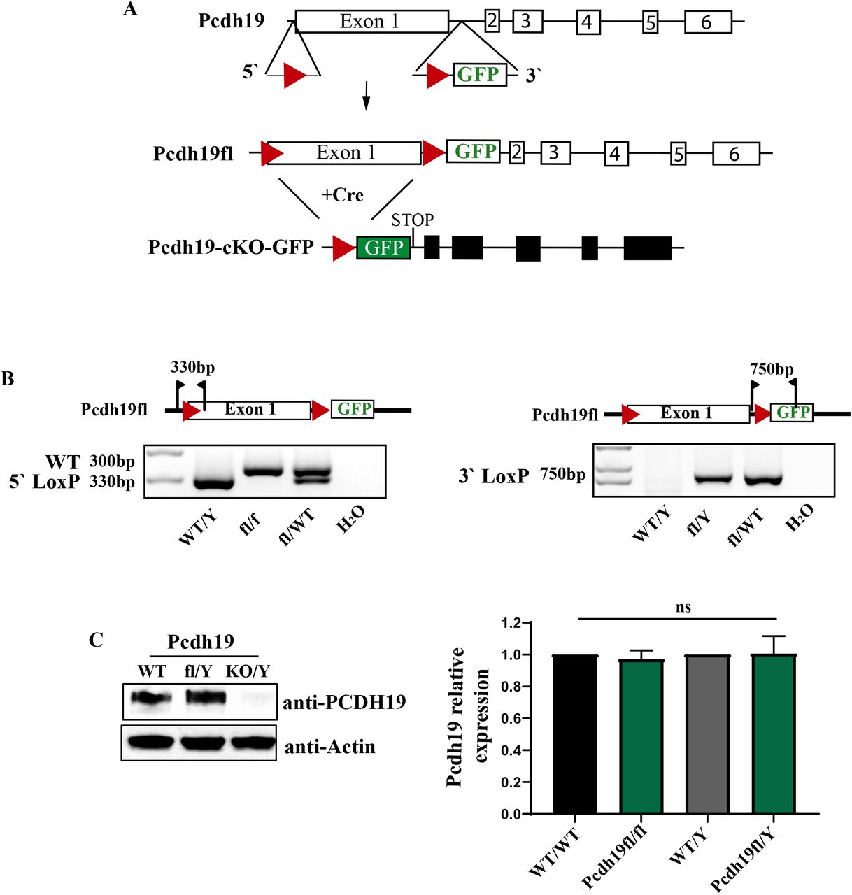 Gfap Cre | The Jackson Laboratory | Bioz
