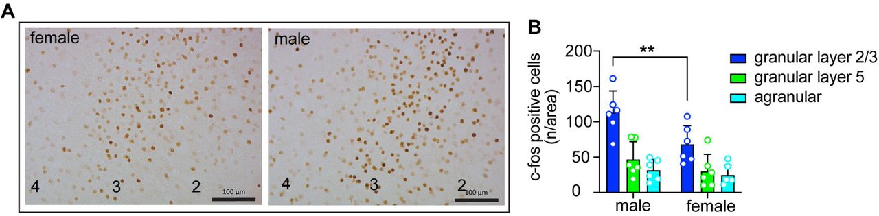 C Fos | Synaptic Systems | Bioz