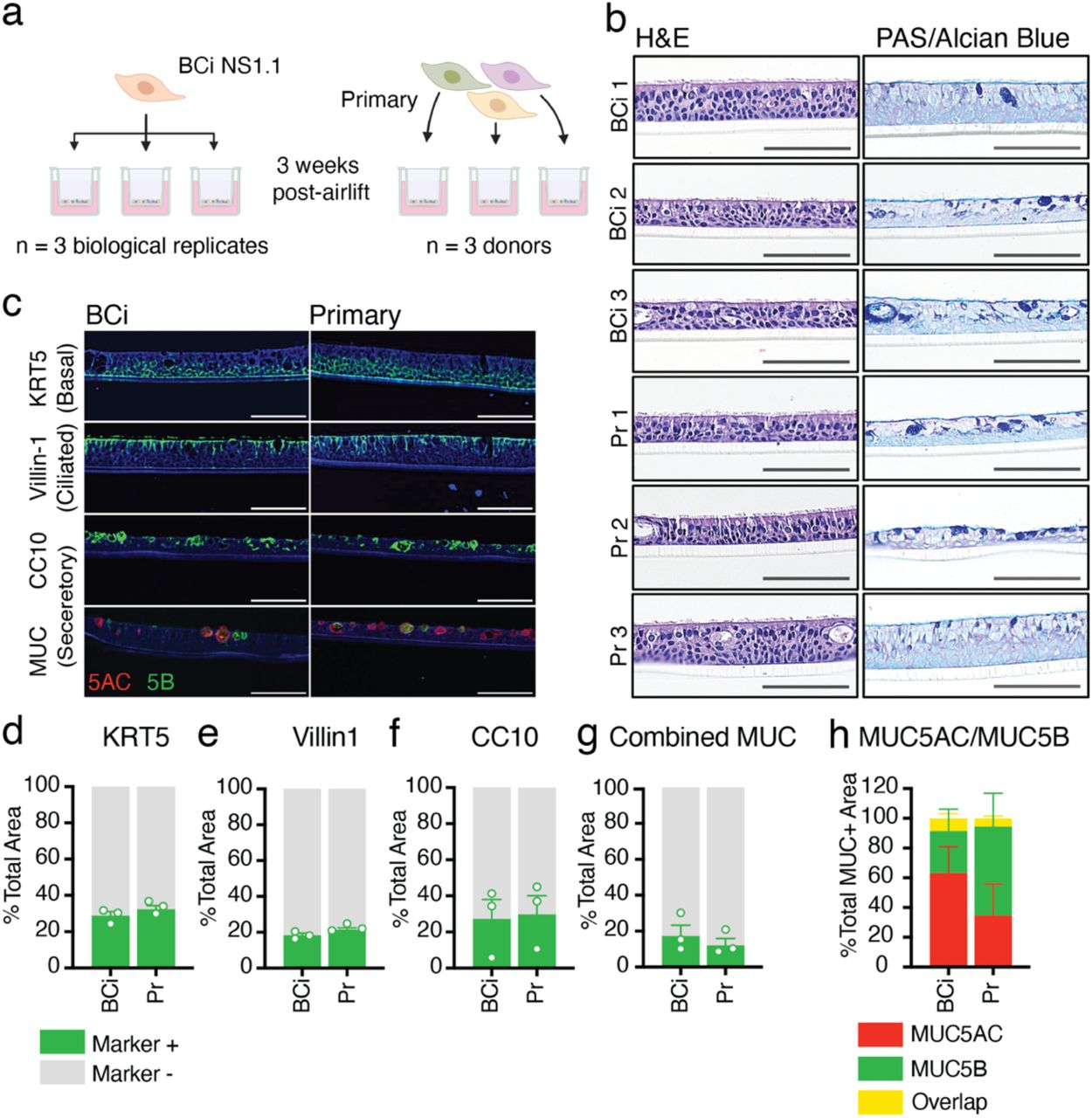 α Muc5ac | Thermo Fisher | Bioz