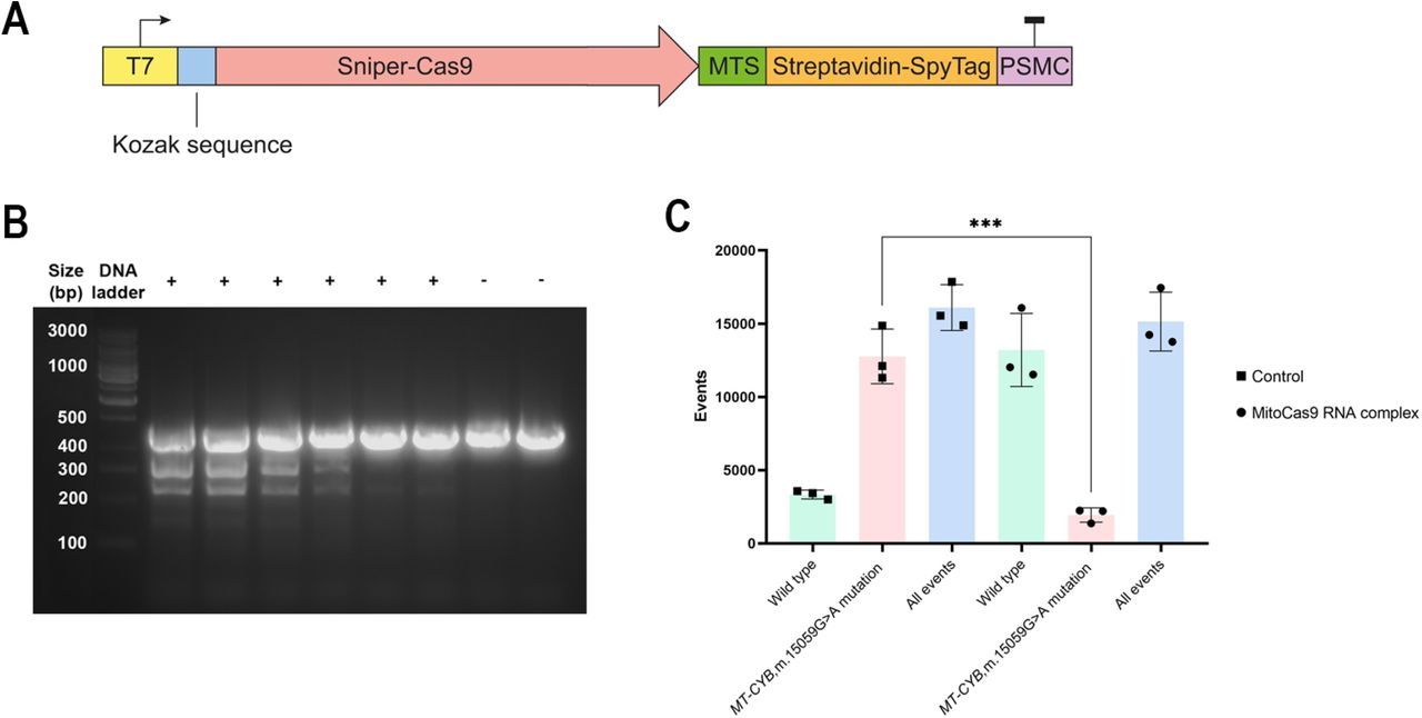 T7 Endonuclease I Digestion | New England Biolabs | Bioz