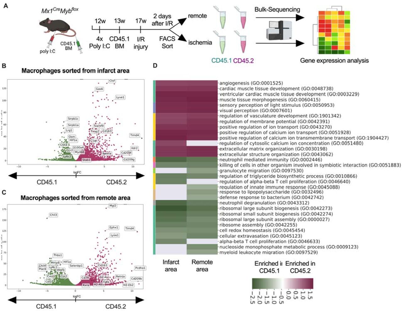 Mx1 Cre | The Jackson Laboratory | Bioz