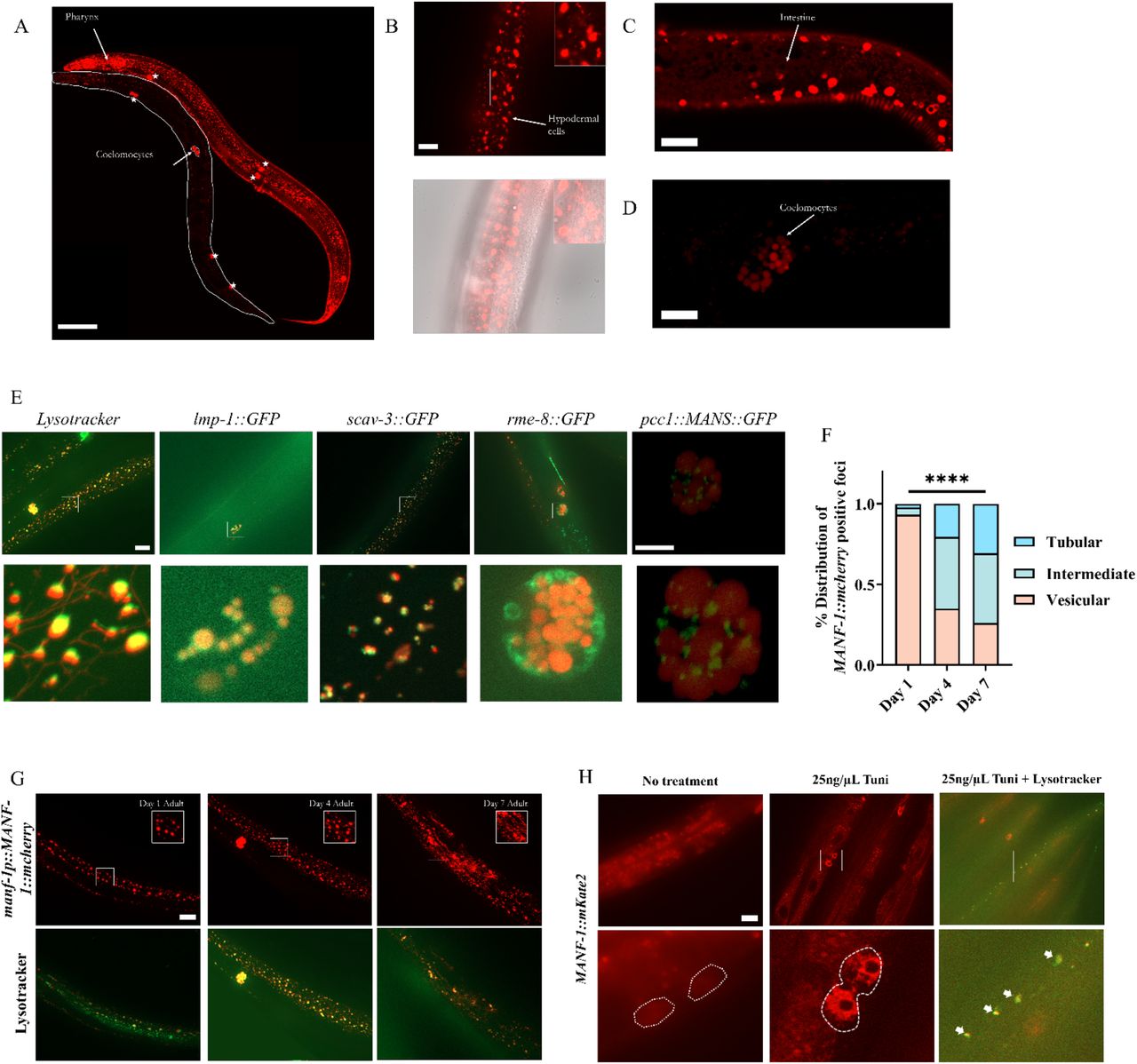 Lysotracker Green Dnd 26 | Thermo Fisher | Bioz