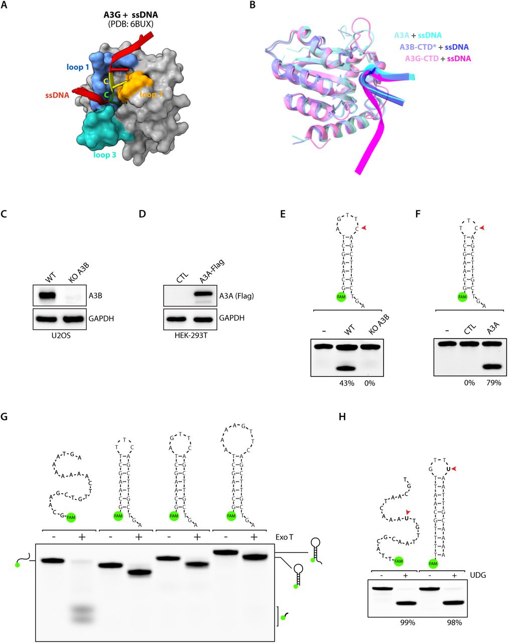 Dna Oligonucleotides | Thermo Fisher | Bioz