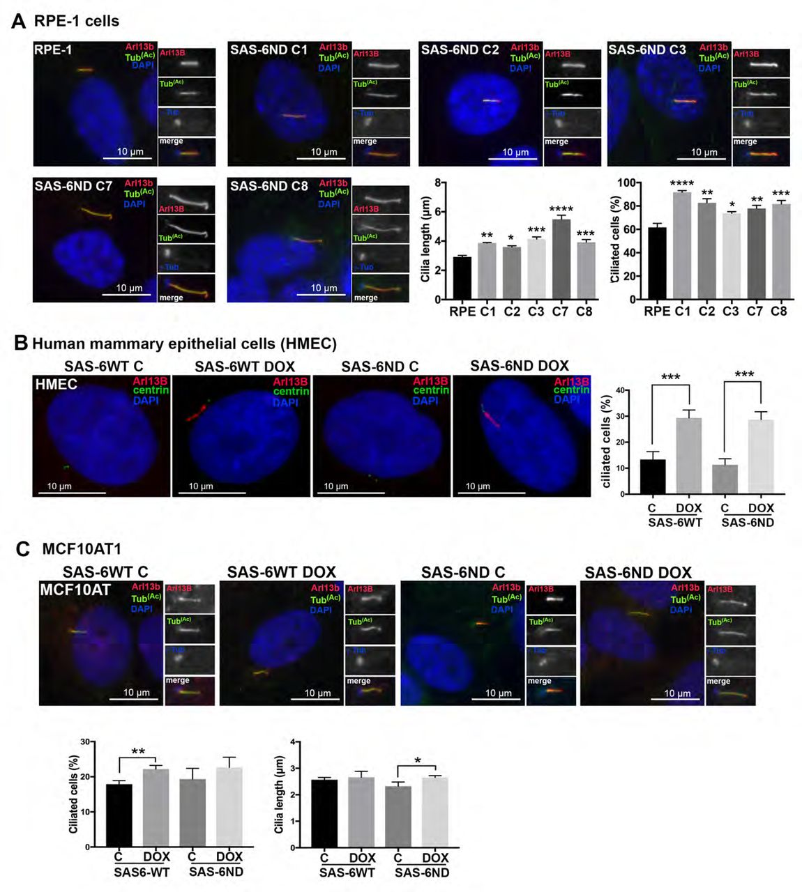 Pigment Epithelial Rpe 1 Cells | ATCC | Bioz