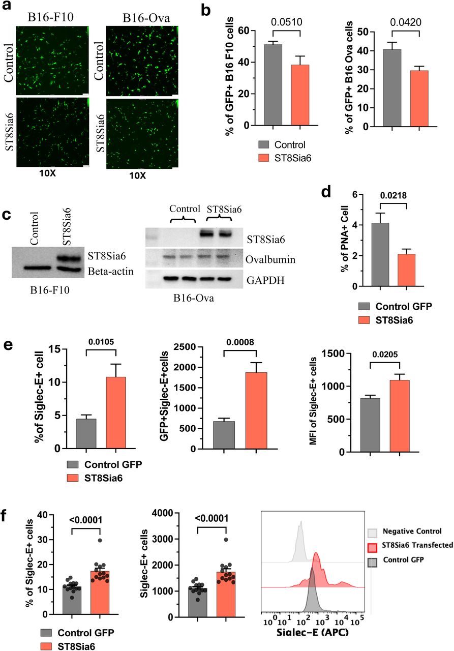 B16 Ova Melanoma Cell Line | ATCC | Bioz